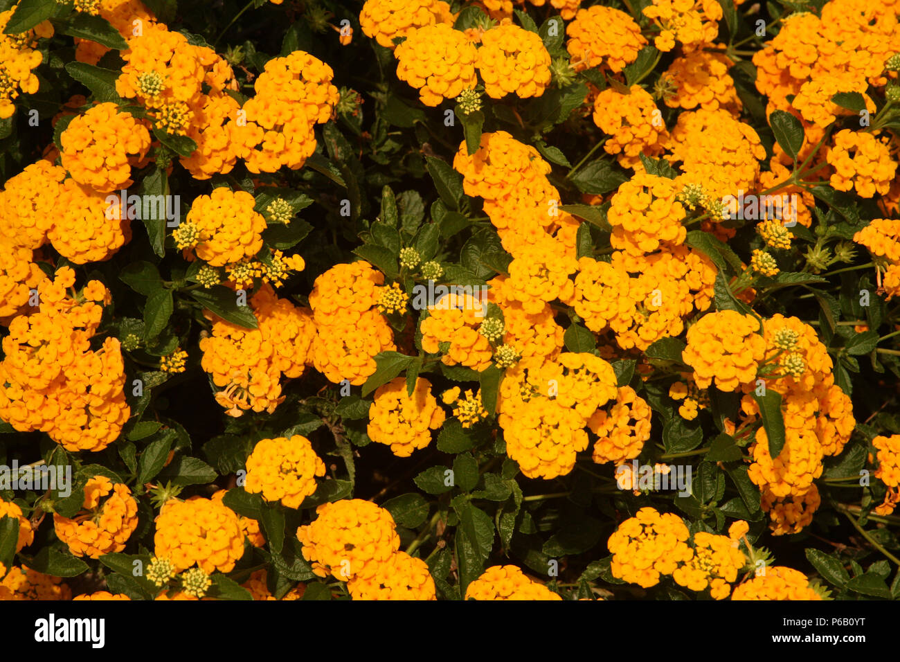 Cámara ornamental hi-res stock photography and images - Alamy