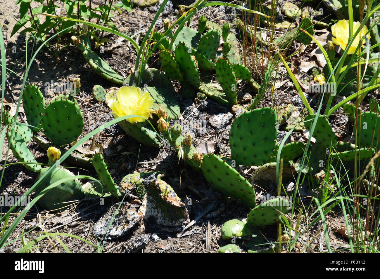 Close up of a flowering prickly pear cactus on the West Beach Trail of ...