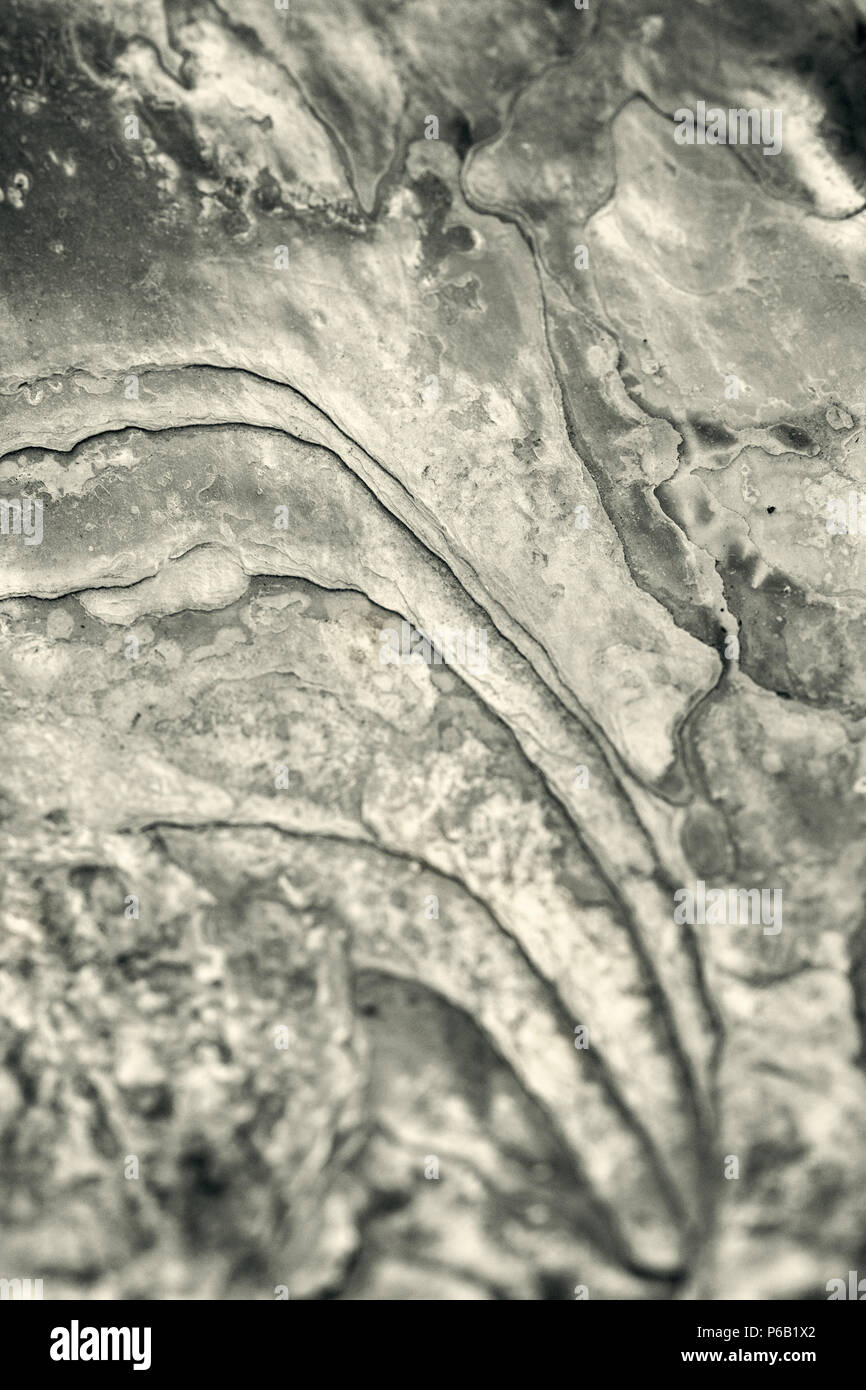 Close-up of an abalone shell (Haliotis) reveals iridescent patterns and ...