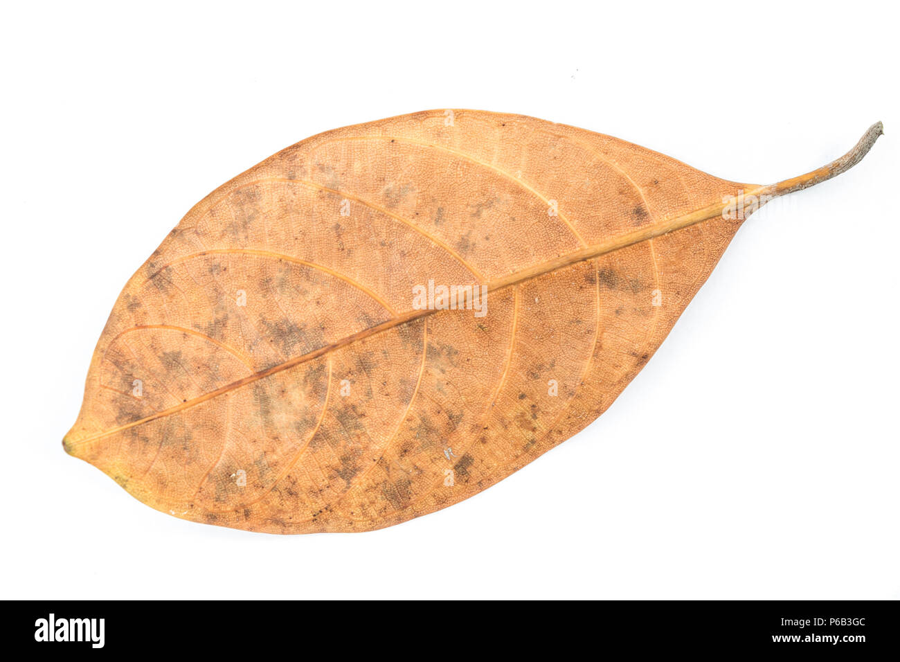 Close up dead leaf isolated on white background Stock Photo - Alamy