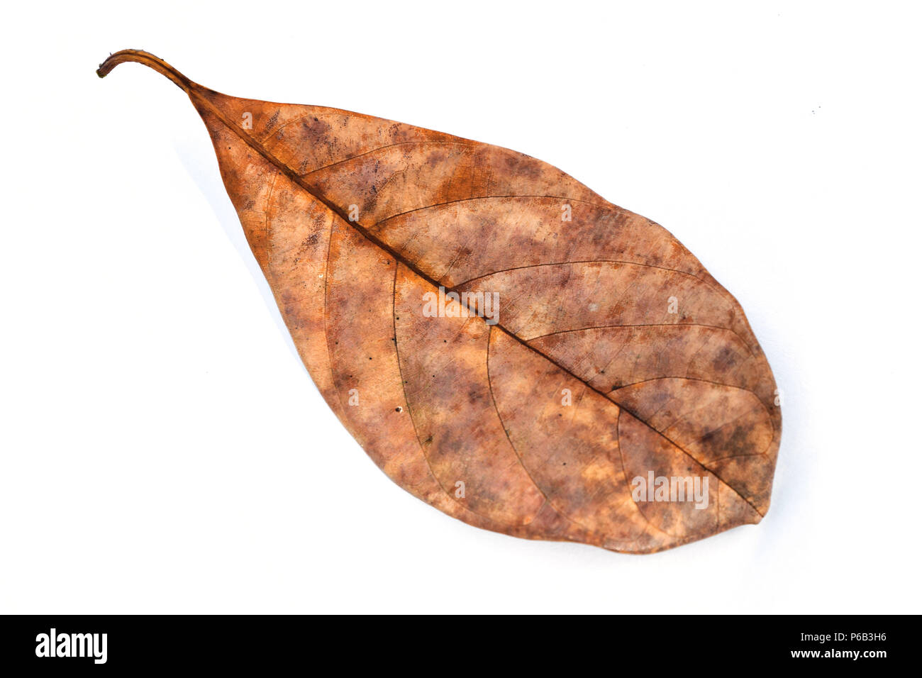 Close up dead leaf isolated on white background Stock Photo - Alamy
