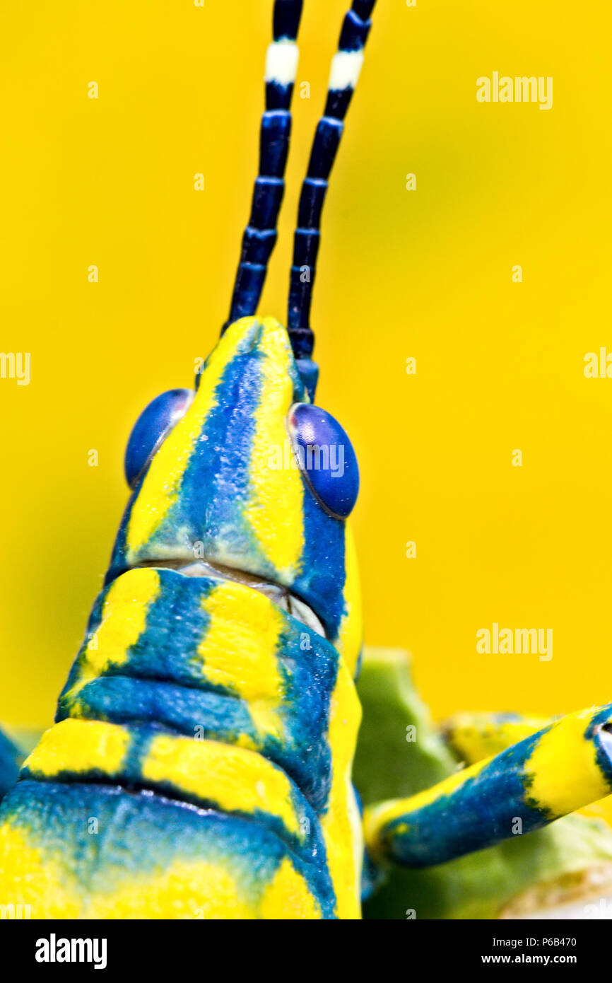 Poekilocerus pictus hi-res stock photography and images - Alamy