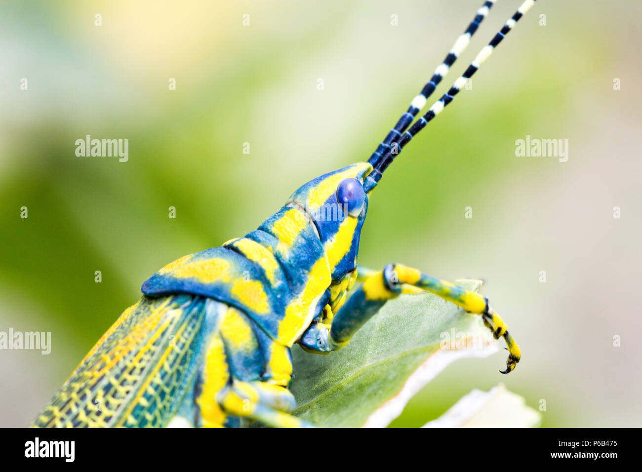 Poekilocerus pictus hi-res stock photography and images - Alamy