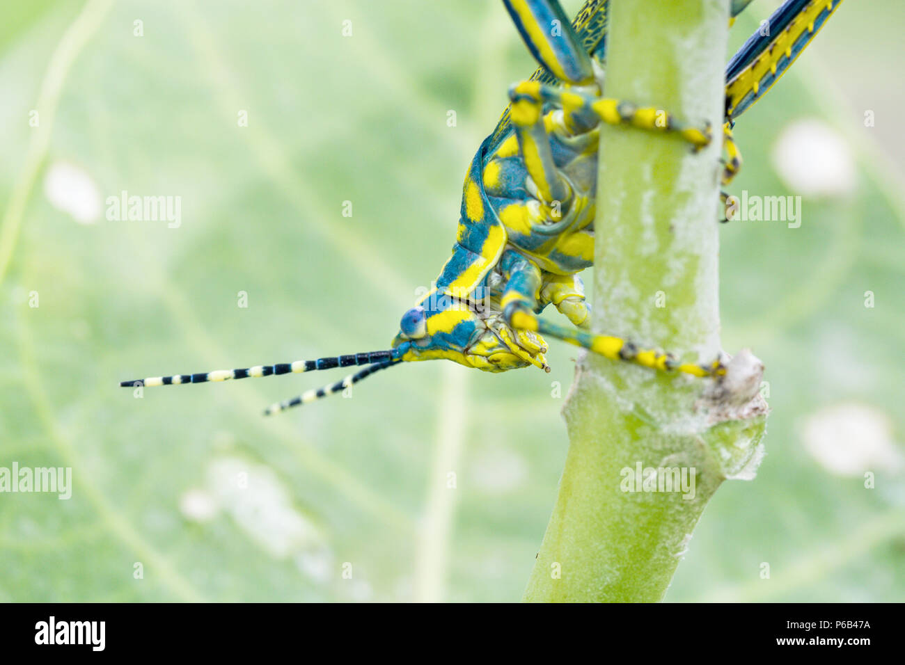 Poekilocerus pictus hi-res stock photography and images - Alamy