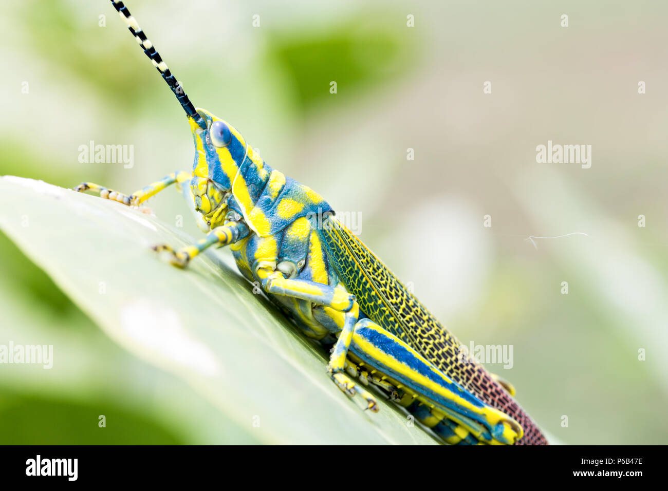 Poekilocerus pictus hi-res stock photography and images - Alamy