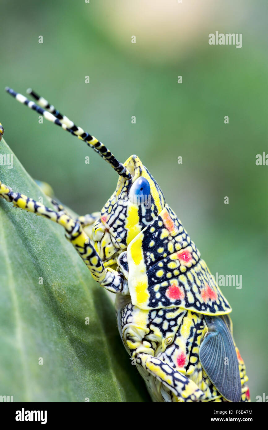 Poekilocerus pictus, immature painted or large brightly coloured ...