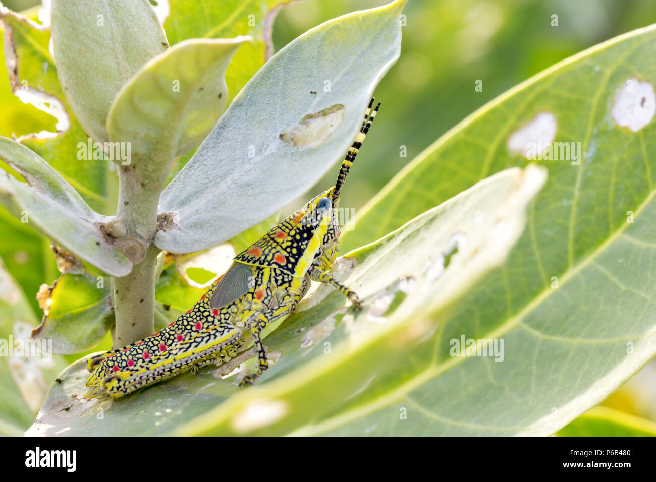 Poekilocerus pictus, immature painted or large brightly coloured ...
