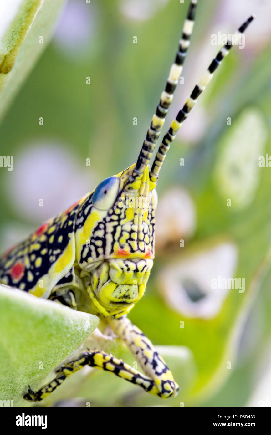 Poekilocerus pictus hi-res stock photography and images - Alamy