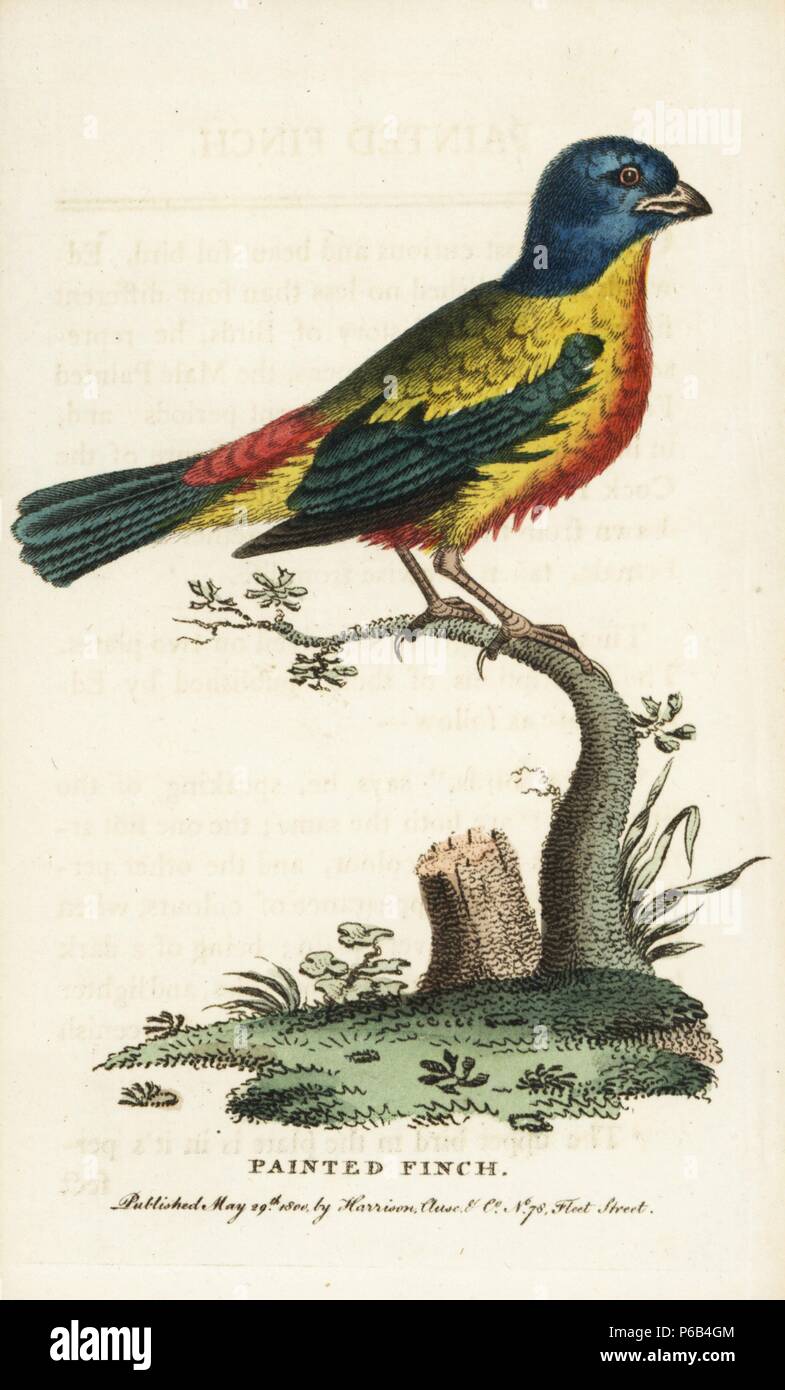 Painted bunting, Passerina ciris, from North America. (Painted finch ...