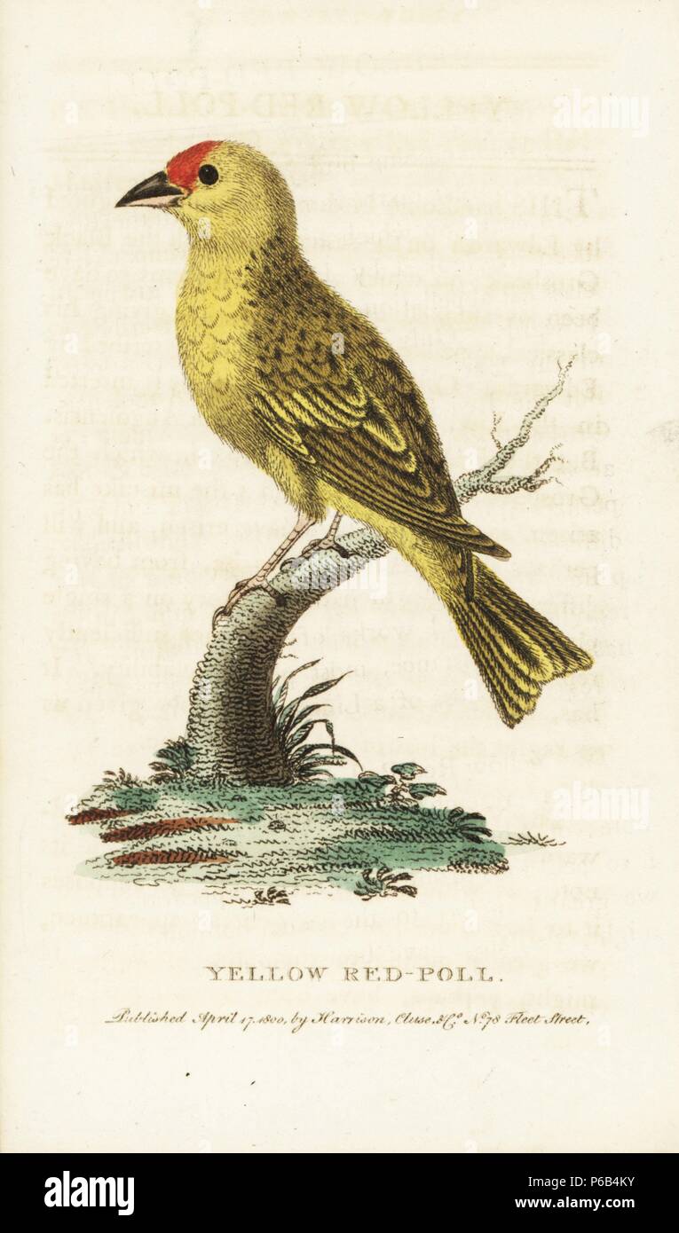 American yellow warbler, Setophaga petechia. (Yellow red-poll ...