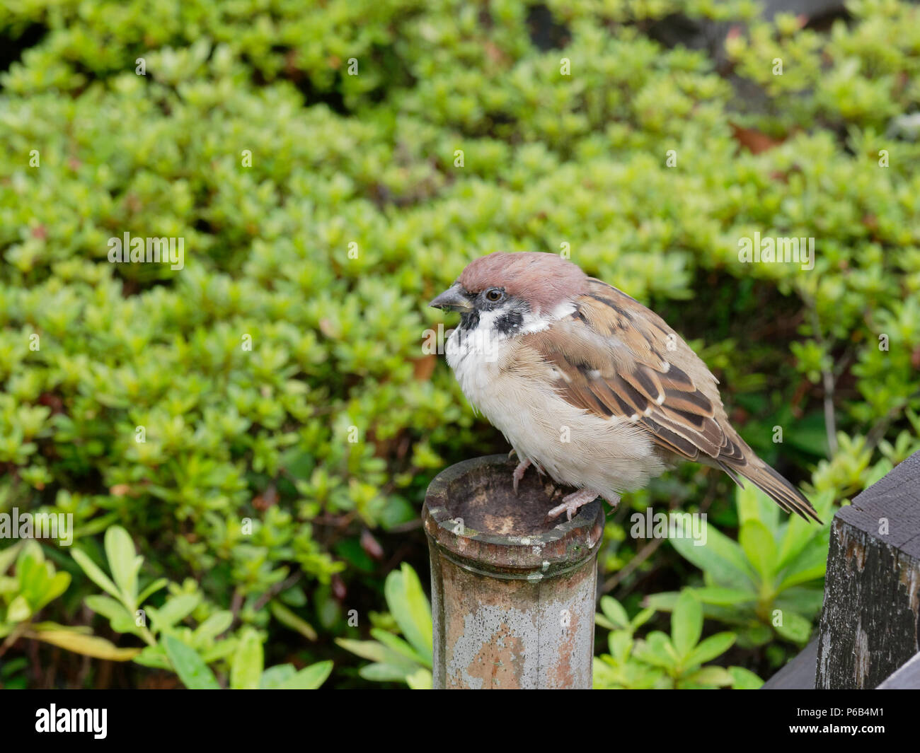 Fat bird hi-res stock photography and images - Alamy