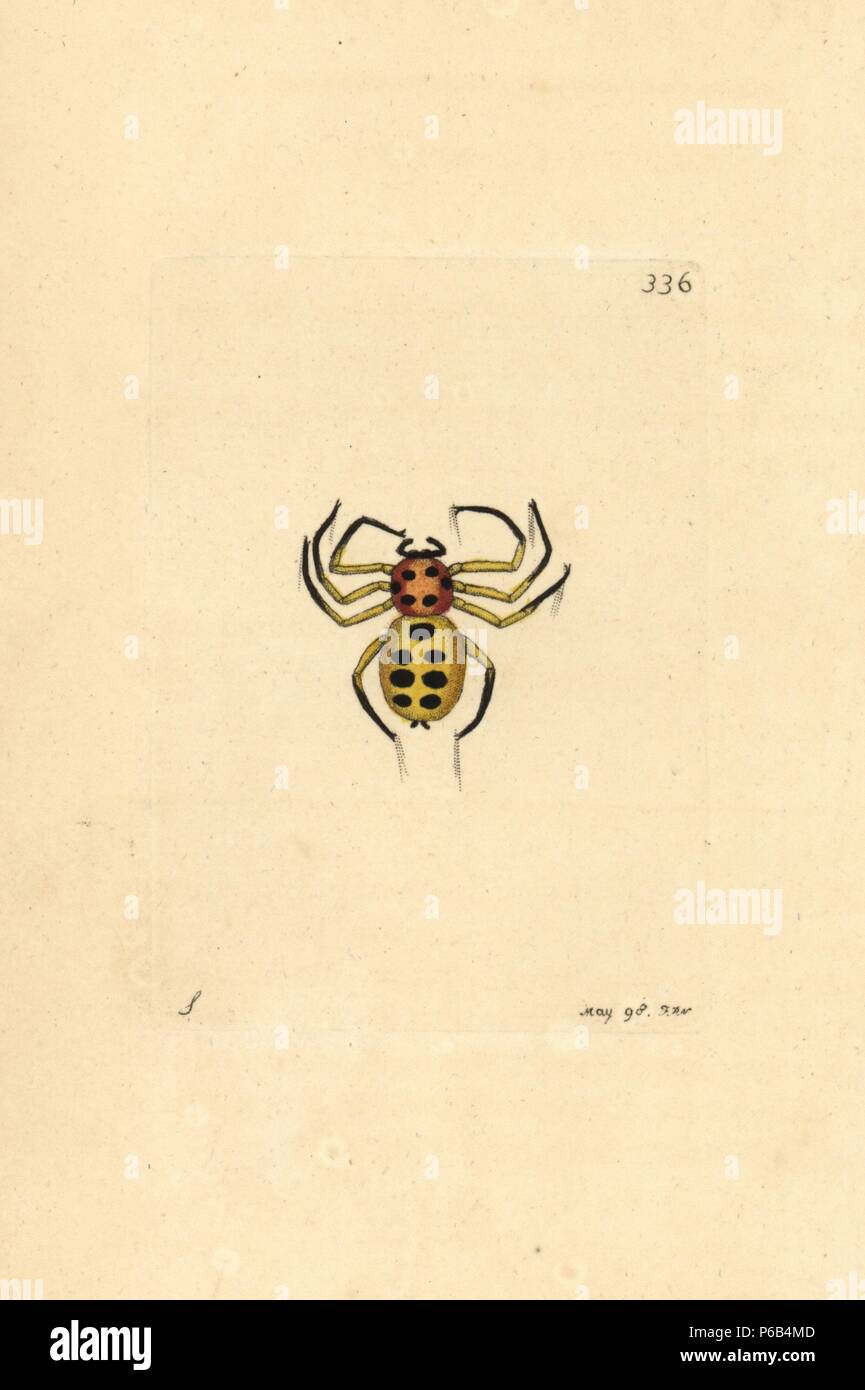 Golden spider, Aranea nobilis, Sumatra. Illustration drawn by George ...