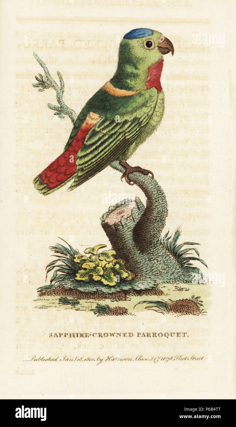 Sapphire crowned parakeet hi-res stock photography and images - Alamy