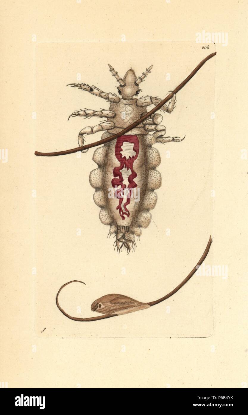 Body louse, Pediculus humanus. Illustration signed S (George Shaw ...