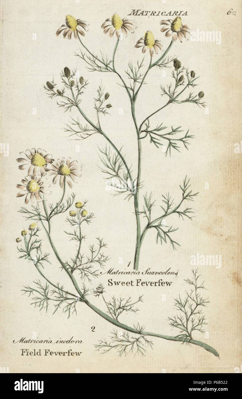 Matricaria inodora hi-res stock photography and images - Alamy