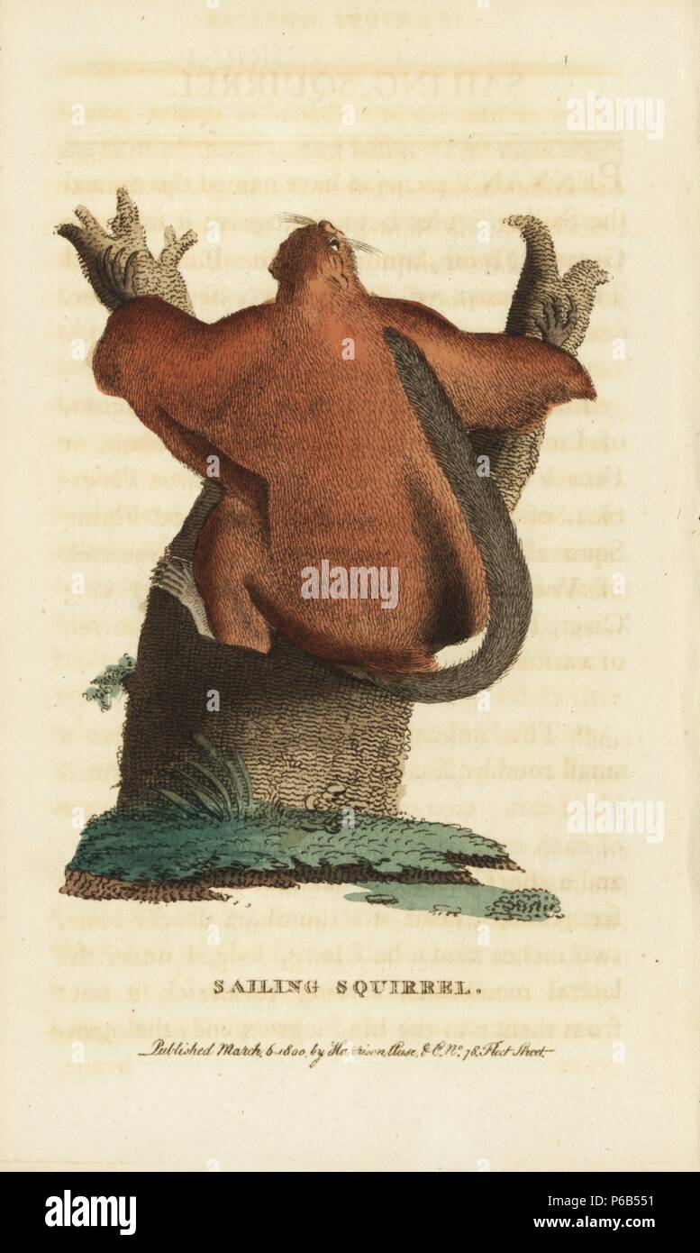 Arrow flying squirrel, Petinomys sagitta. (Sailing squirrel, Scuirus ...