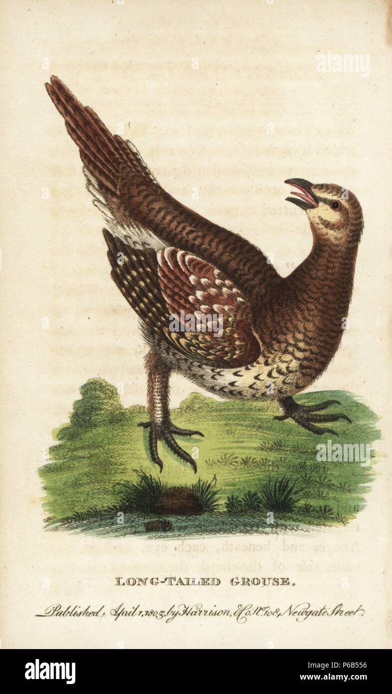 Sharp-tailed grouse, Tympanuchus phasianellus (Long-tailed grouse ...