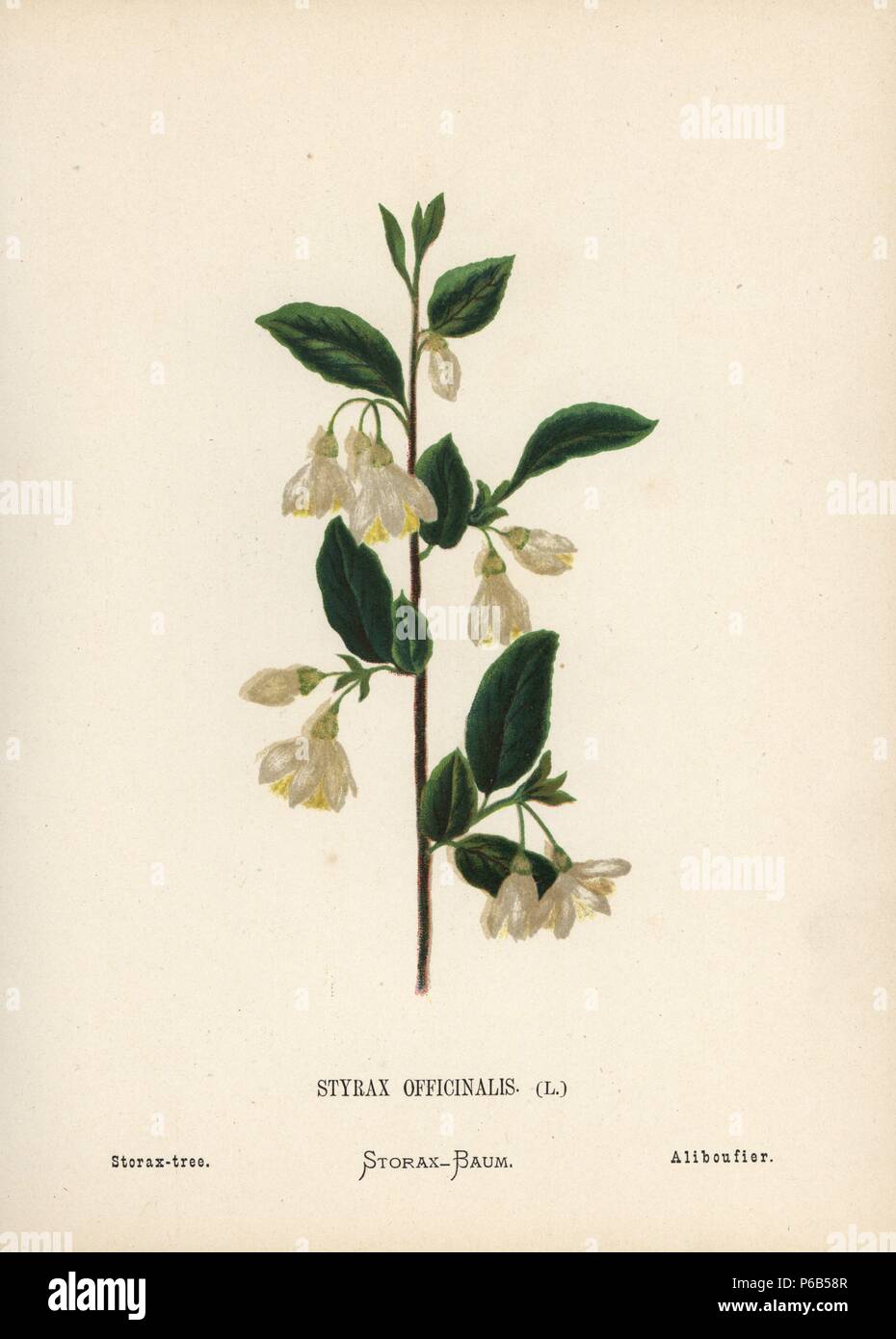 Styrax Officinalis Stock Photos & Styrax Officinalis Stock Images - Alamy