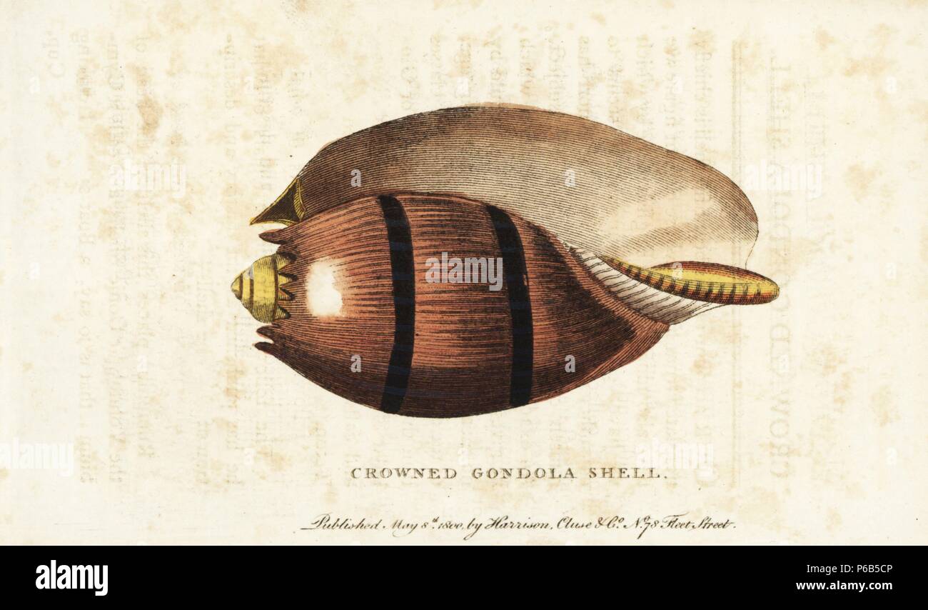 Crowned gondola shell, Cymbium species. Illustration copied from Georg ...