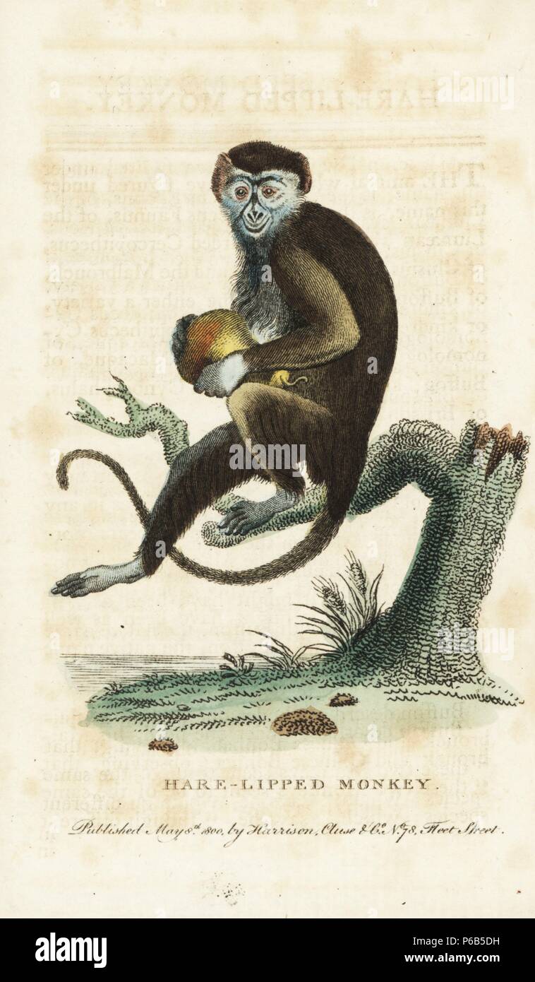 Hare lipped hi-res stock photography and images - Alamy