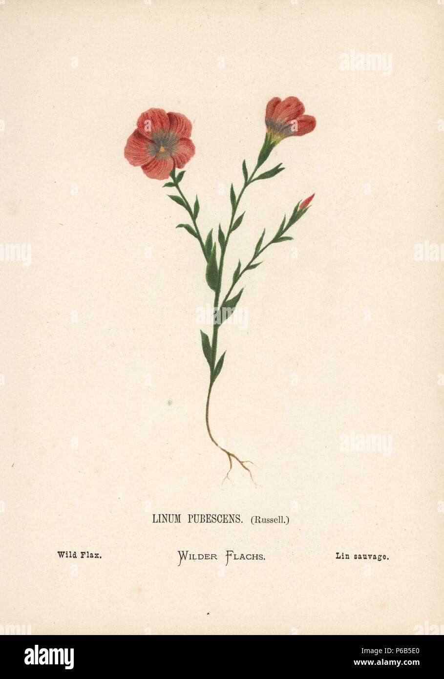 Wild flax, Linum pubescens. Chromolithograph of a botanical ...