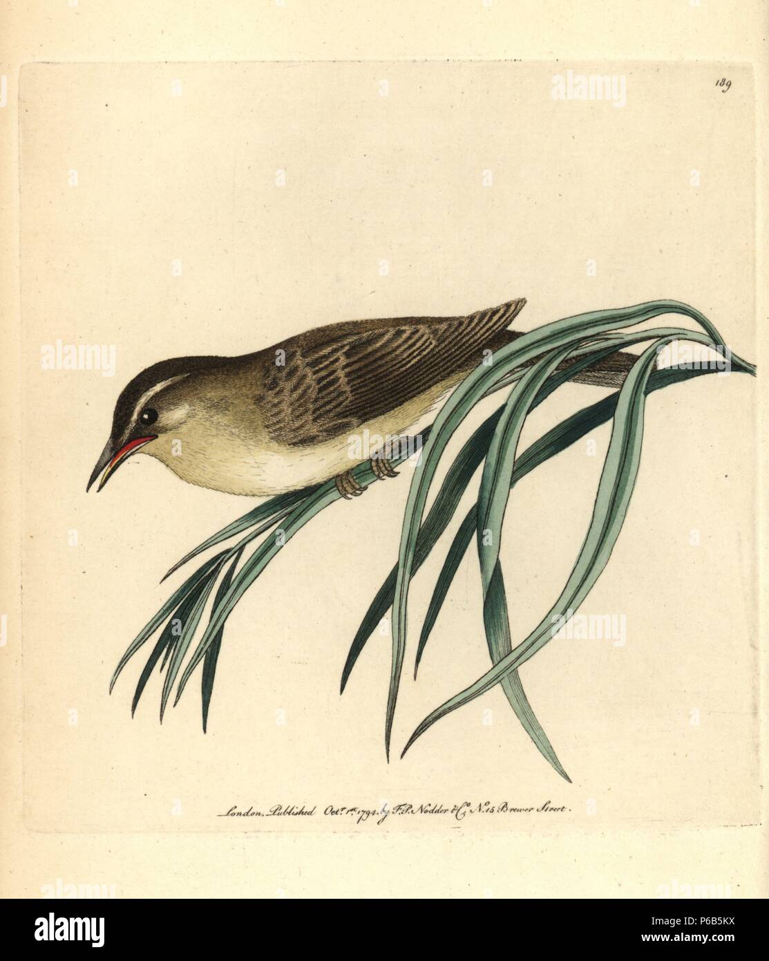 Willow warbler, Phylloscopus trochilus. Illustration unsigned (George ...