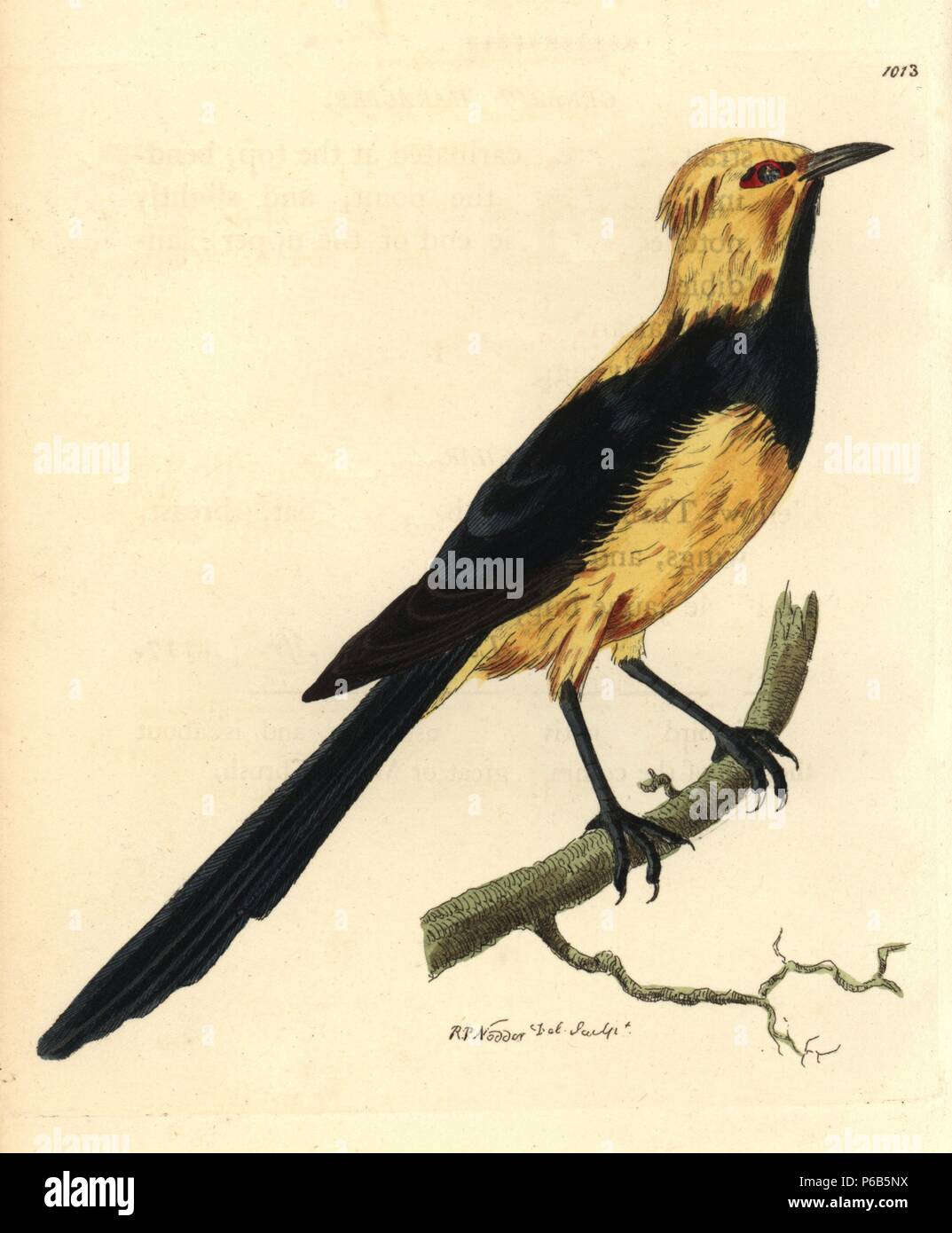 Australasian thrush, Turdus australasiae. Based on LeVaillant's Birds ...