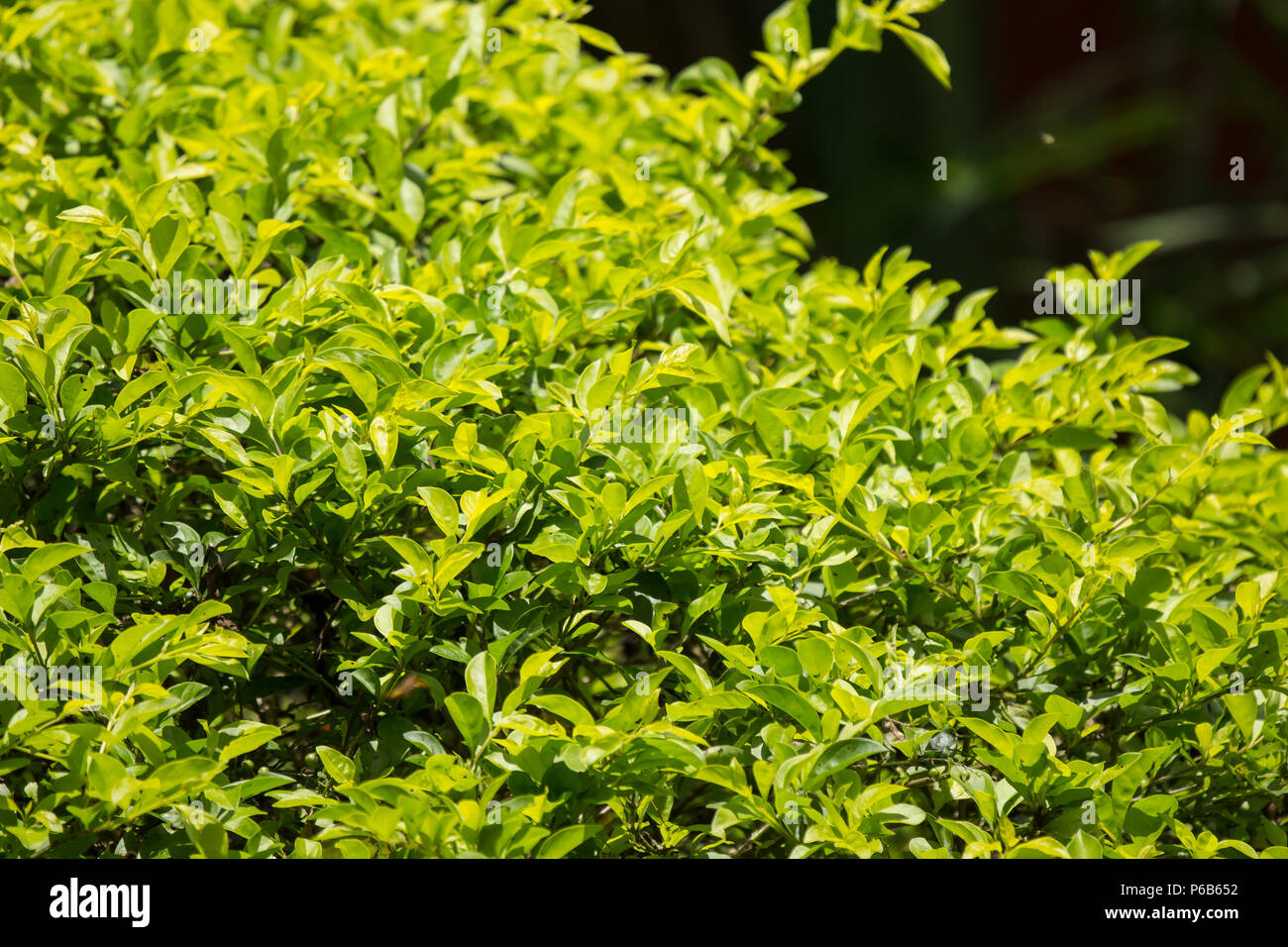 Close up Green leaf of Duranta repens tree Stock Photo - Alamy