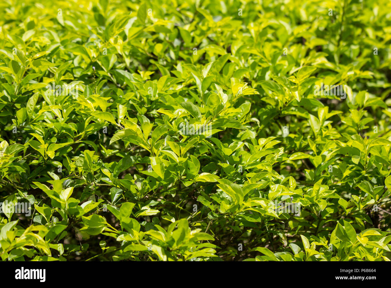 Close up Green leaf of Duranta repens tree Stock Photo - Alamy