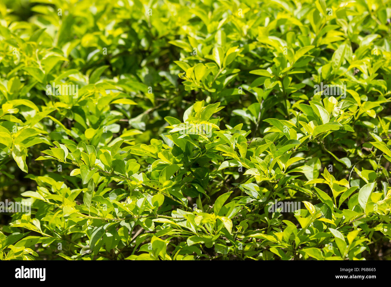 Close up Green leaf of Duranta repens tree Stock Photo - Alamy