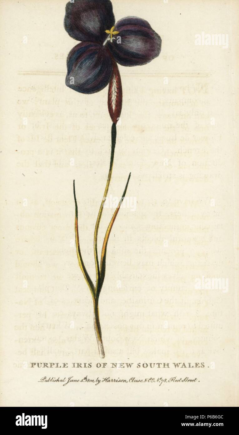 Purple iris of New South Wales, Australia. Handcoloured copperplate ...