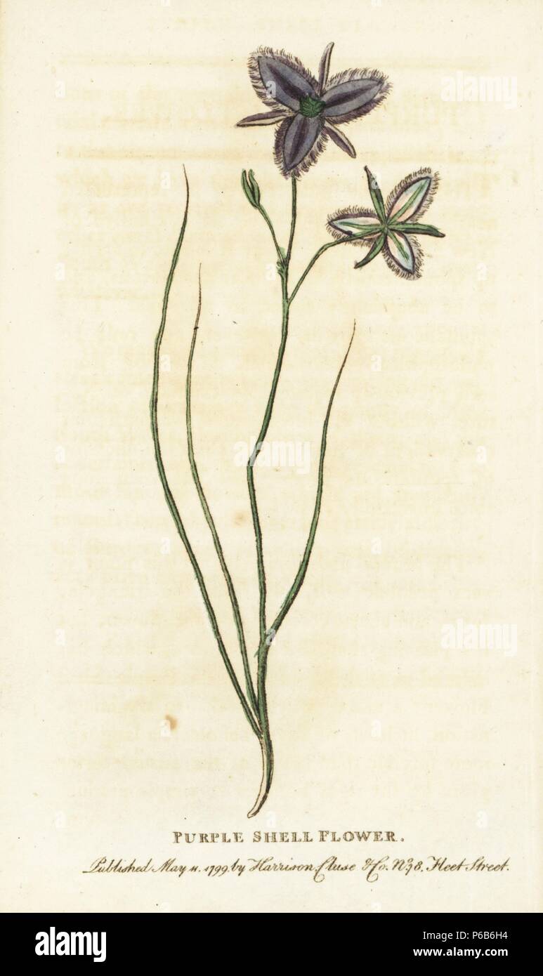 Purple shell flower of New South Wales, Australia. Perhaps a fanciful ...