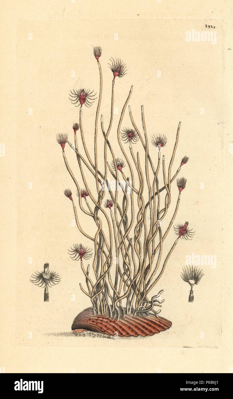 Oaten pipes hydroid, Tubularia indivisa. Handcolored copperplate ...