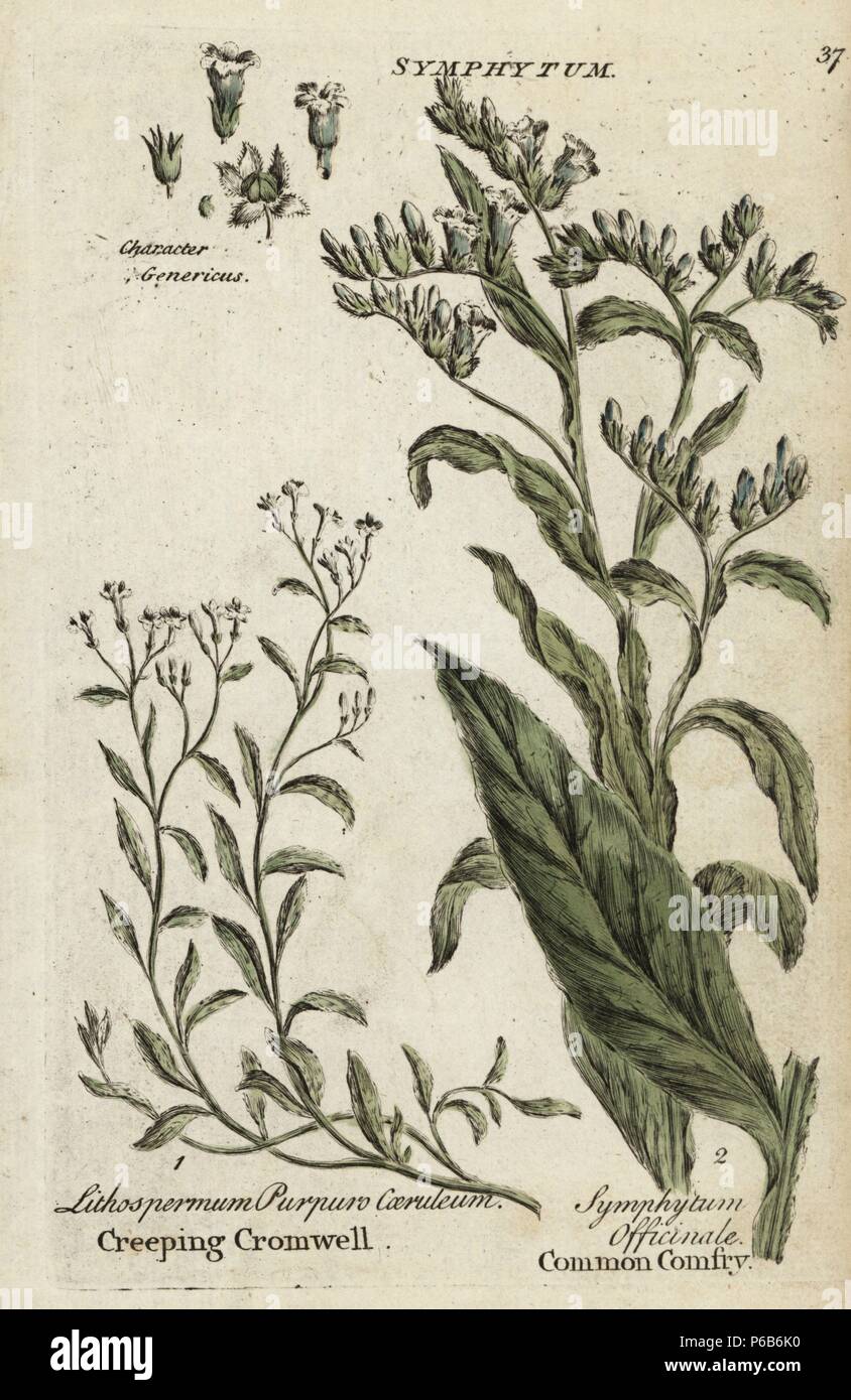 Lithospermum purpurocaeruleum hi-res stock photography and images - Alamy