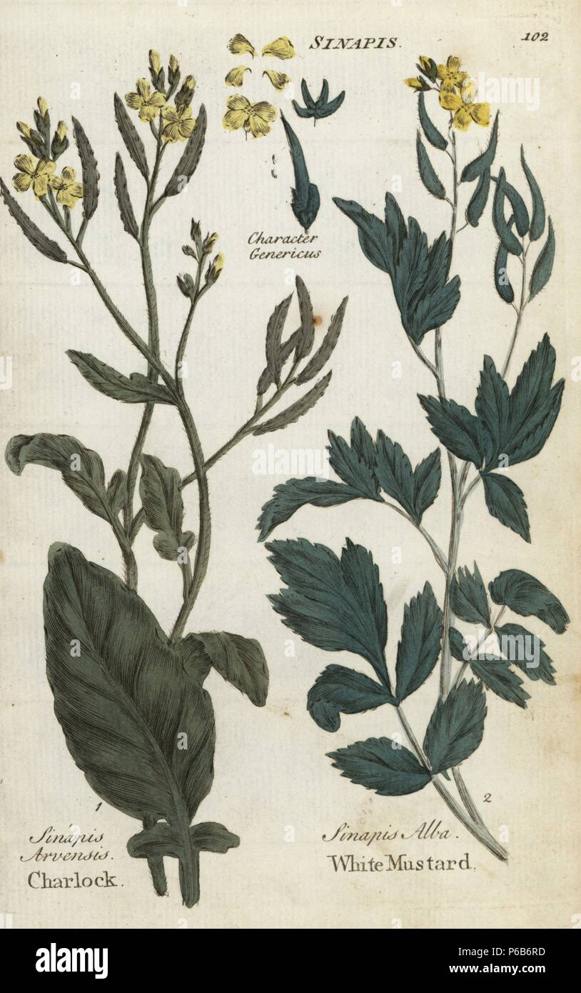 Charlock mustard sinapis arvensis hi-res stock photography and images ...