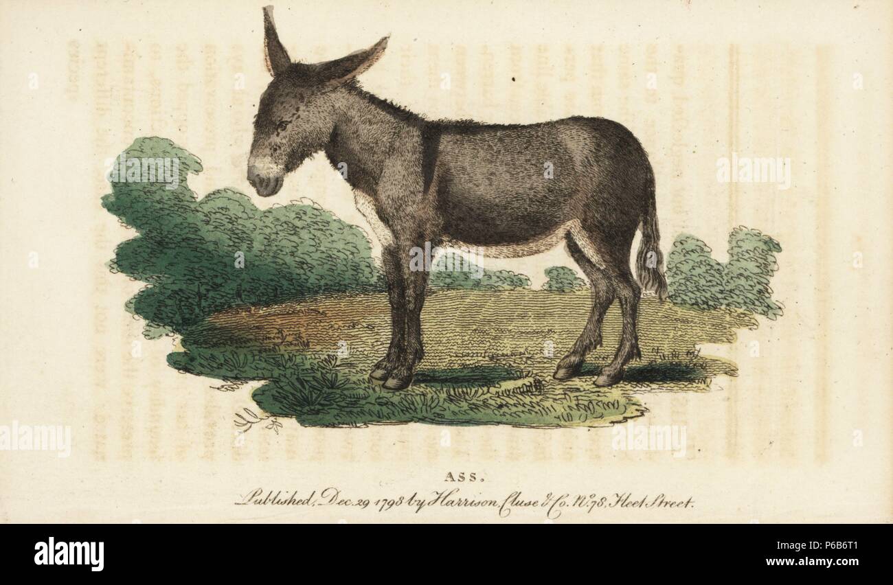 Ass or donkey, Equus africanus asinus. Handcoloured copperplate ...