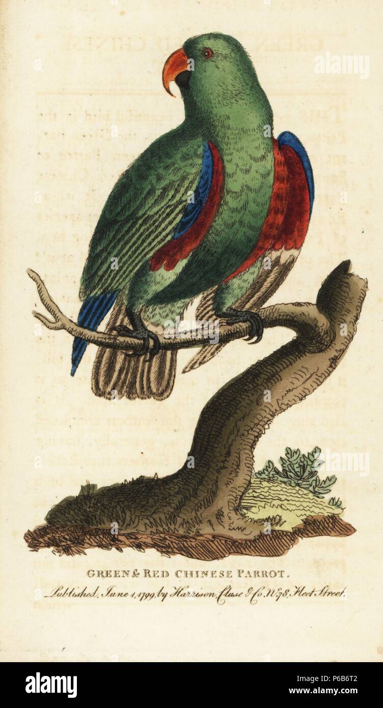 Green and red Chinese parrot, male, Eclectus roratus. Illustration ...