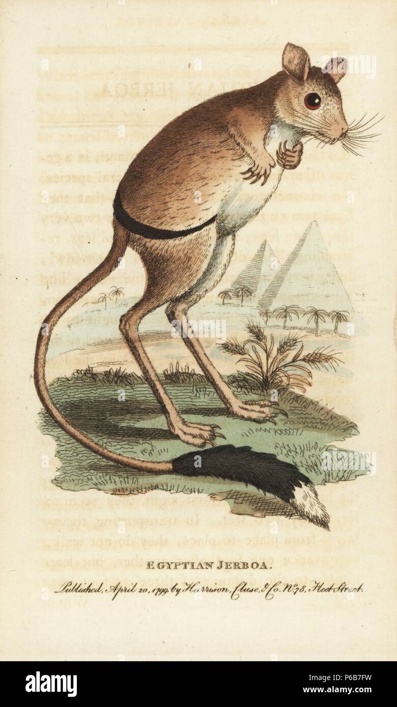 Greater Egyptian Jerboa Scientific Name