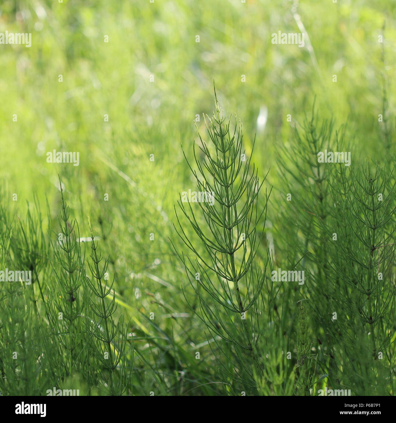 Wild Horsetail Plant