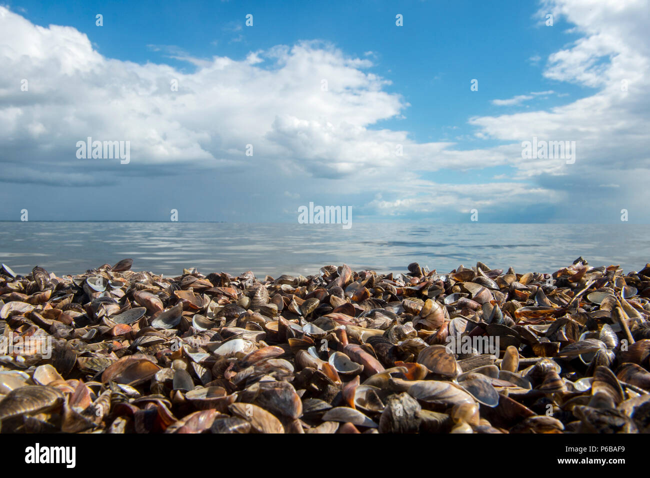 Colorful baltic sea shells textured background on beach. Environmental ...