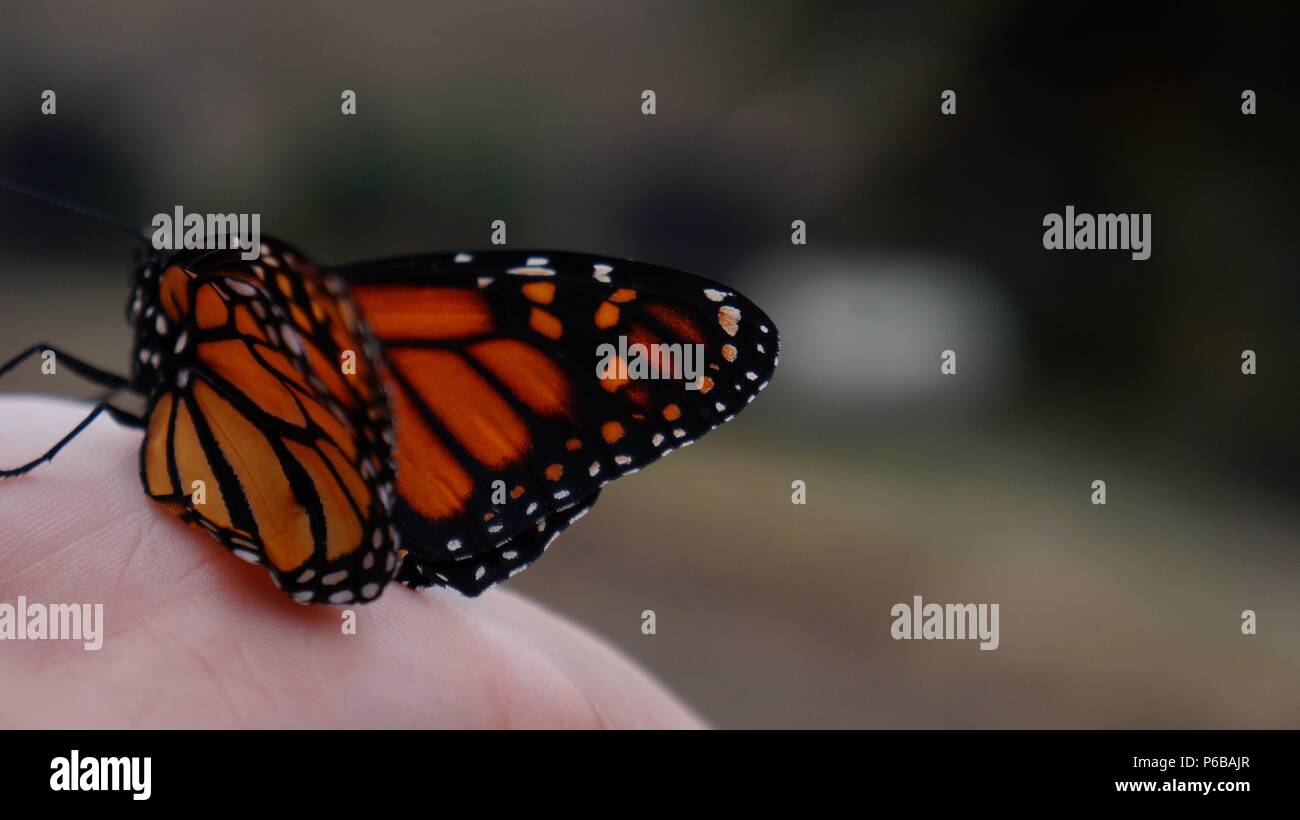 Butterfly in the wind Stock Photo - Alamy
