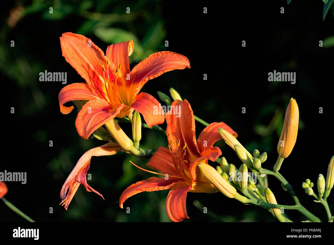 Flowers and blossoms of Orange lily (lilium Bulbiferum Stock Photo - Alamy