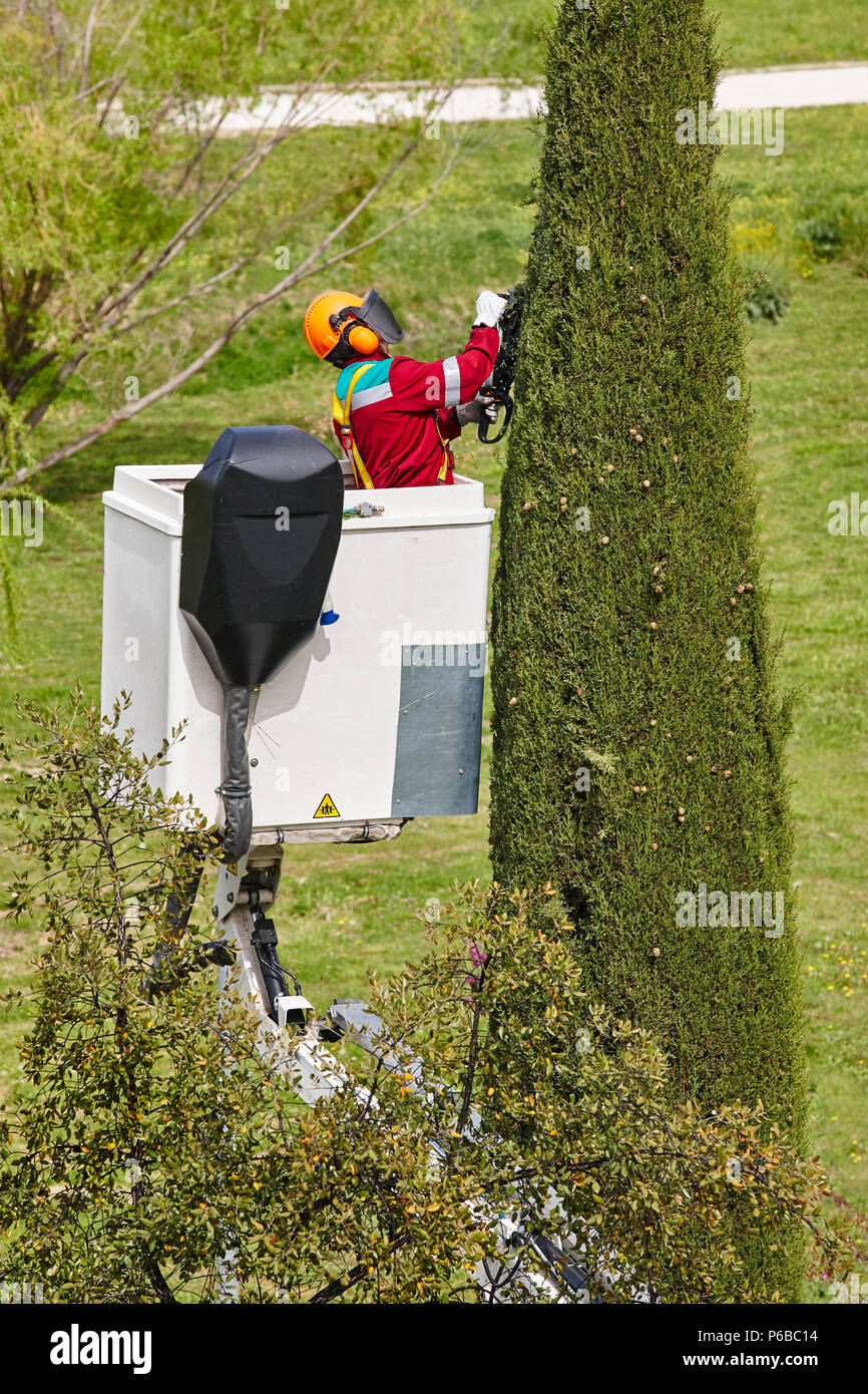 Equiped worker pruning a tree on a crane. Gardening works Stock Photo ...