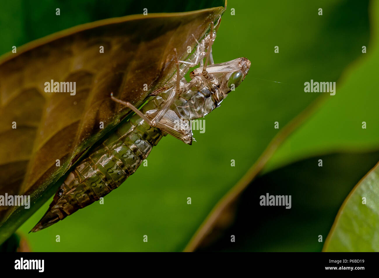 Dragonfly nymph hi-res stock photography and images - Alamy