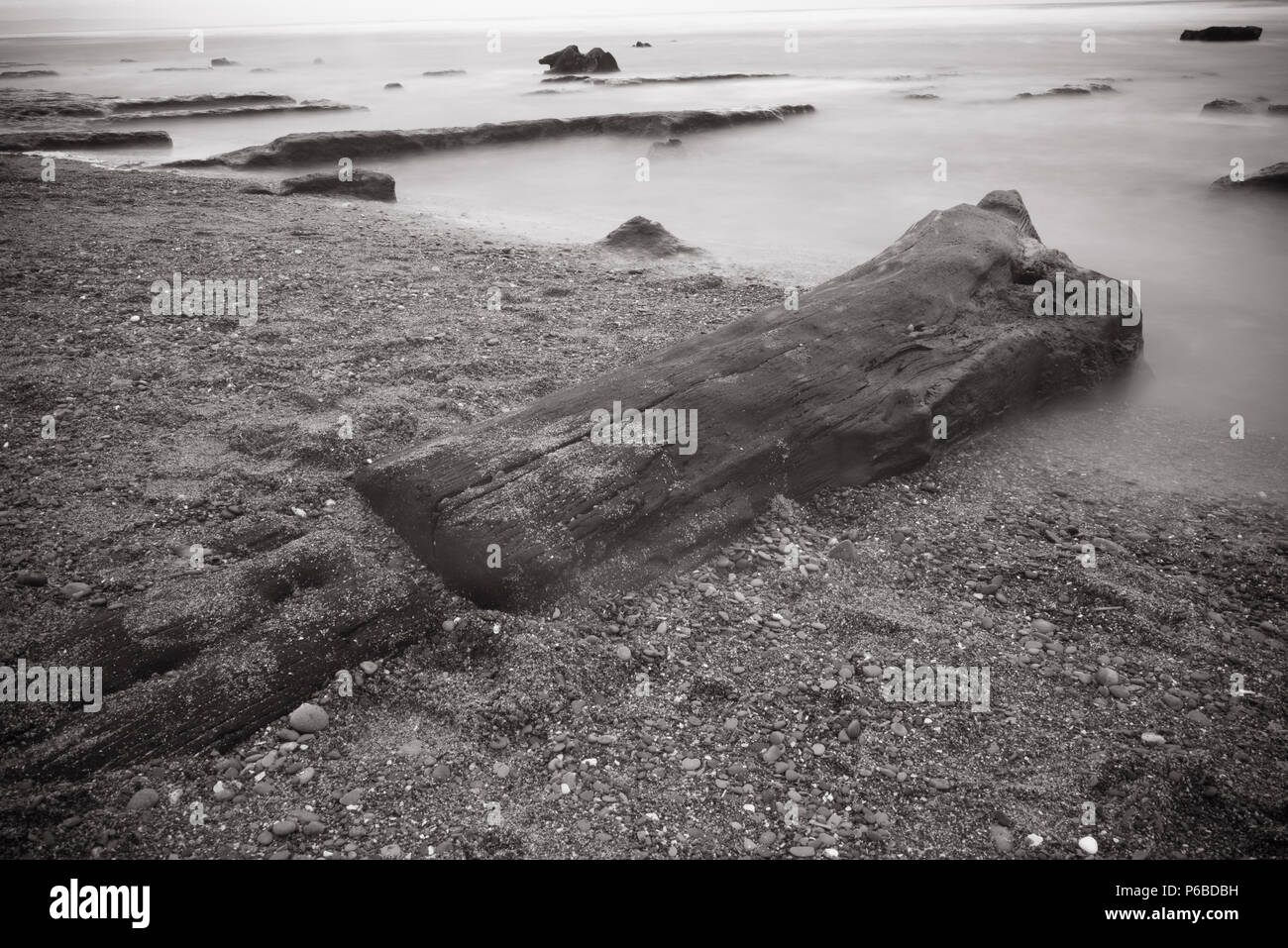 Peat bed and Petrified Forest ,Tywyn Beach, Wales Stock Photo - Alamy