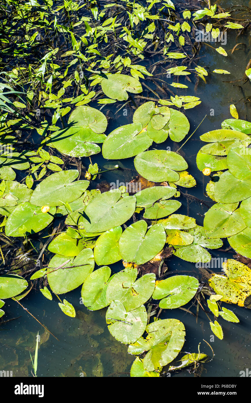 The River Combe Haven in East Sussex - a home to wildlife Stock Photo ...