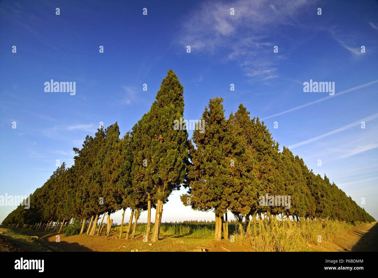 Campo cercado con cipreses .Oualidia. Costa Atlantica. Marruecos ...