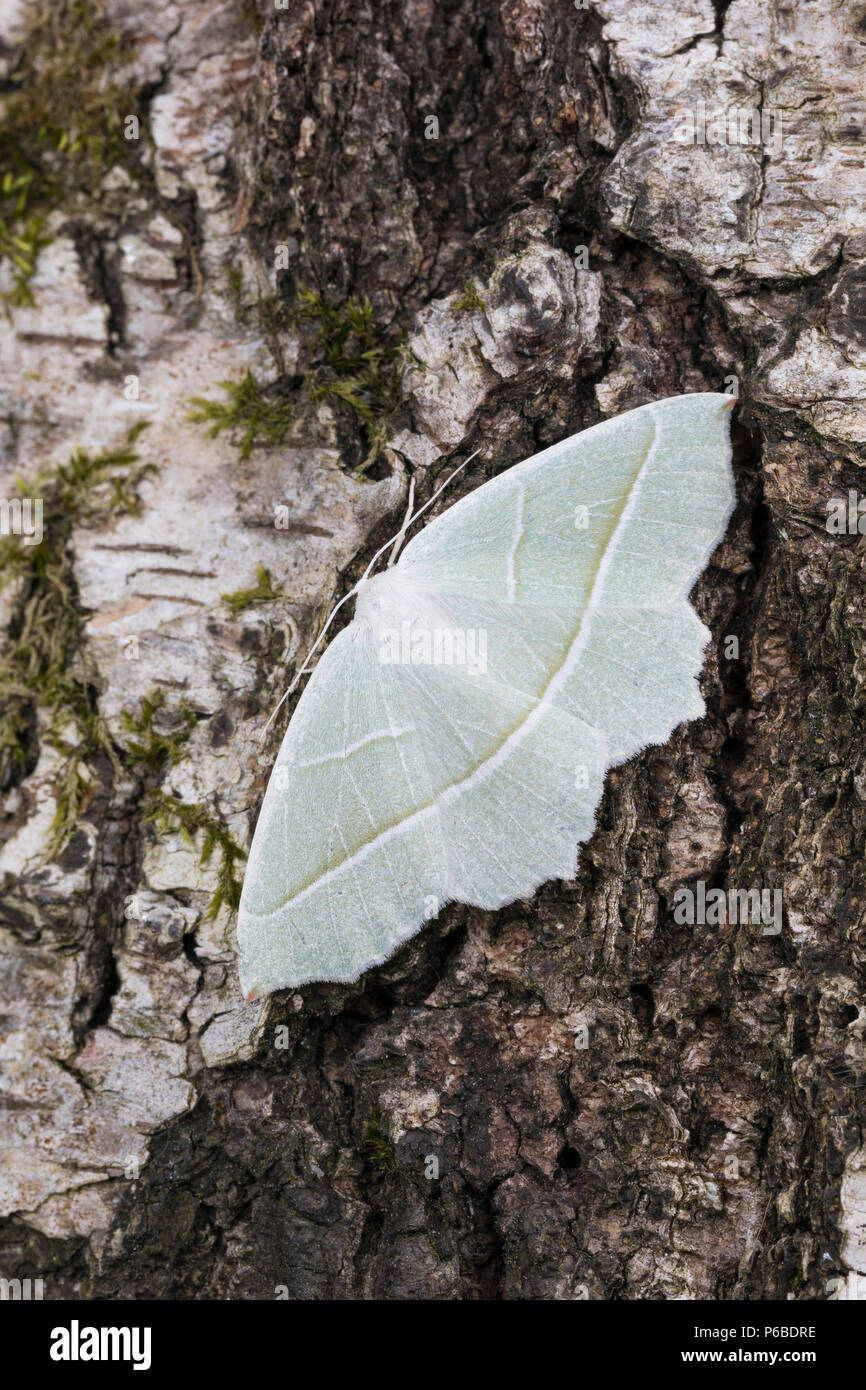 Le celadon hi-res stock photography and images - Alamy