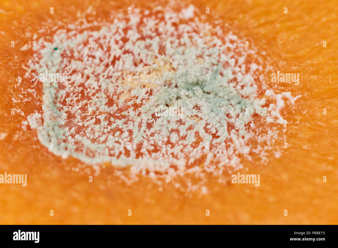 Orange With Mold High Resolution Stock Photography and Images - Alamy