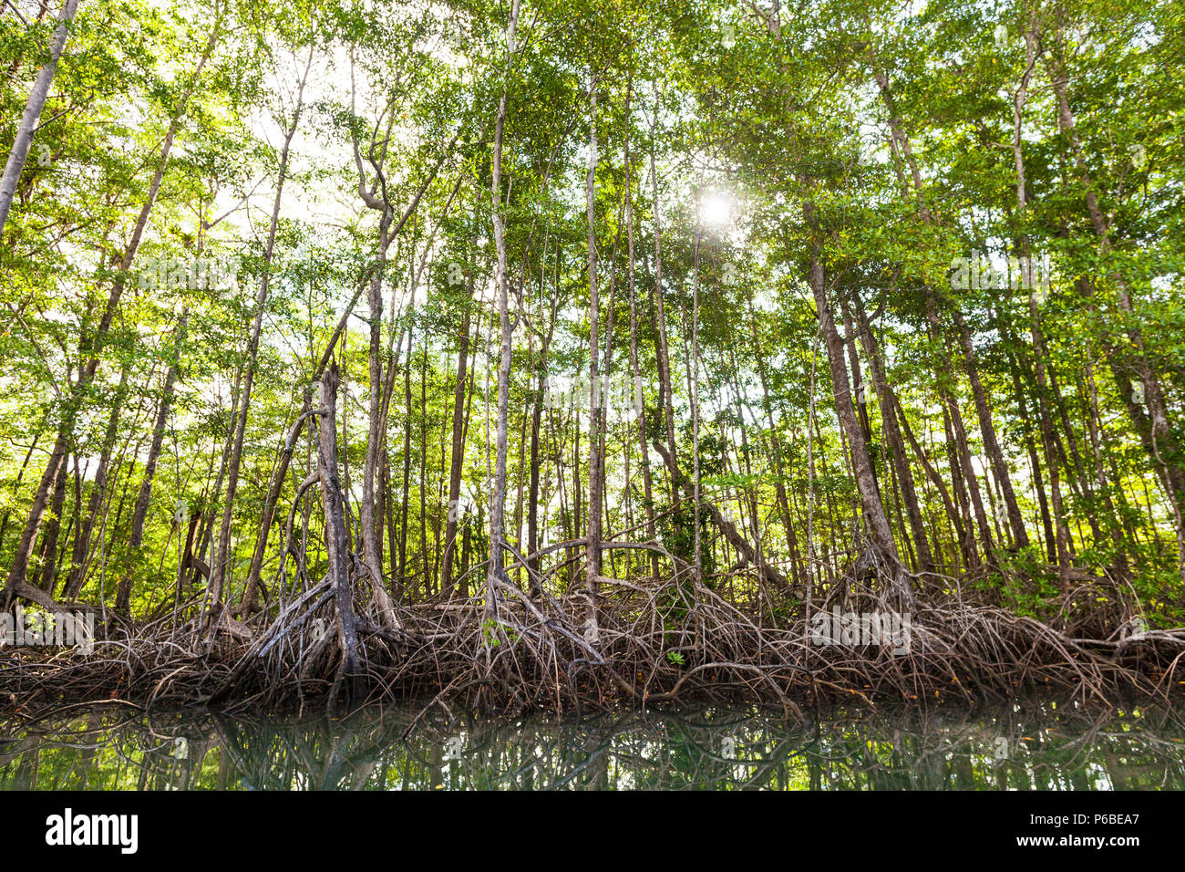 Dense mangrove forest at Coiba island national park, Pacific coast ...